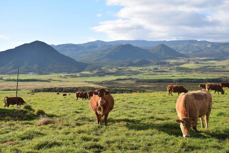 16. La plaine des Cafres