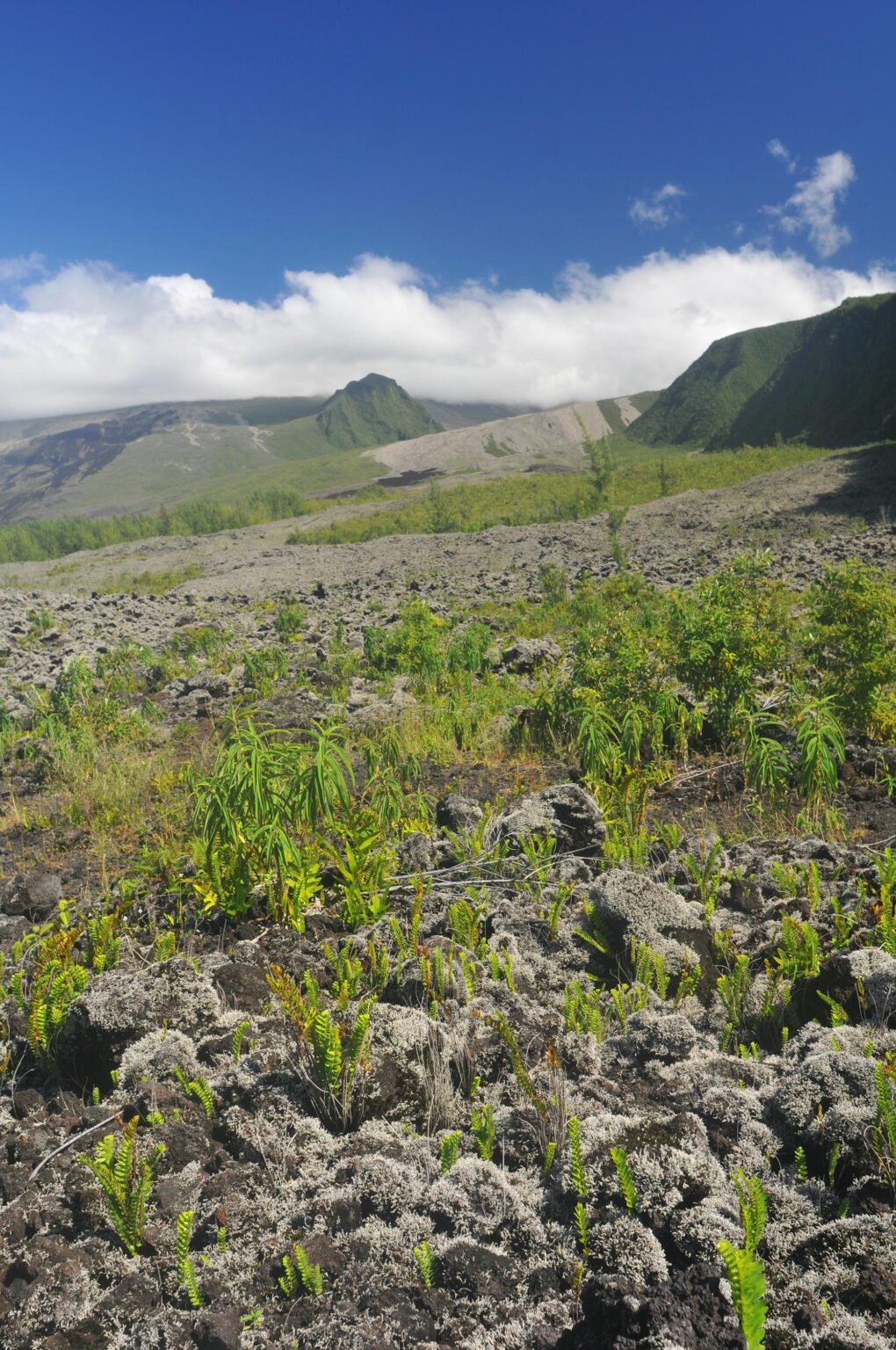 Les paysages, la forêt et les espaces naturels