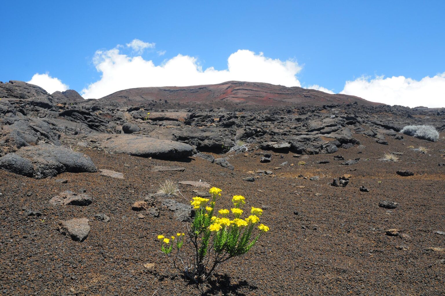 Les paysages, la forêt et les espaces naturels